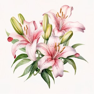 Pink Lilies Bouquet Clipart, Shades of Pink Watercolor Lily Flowers PNG ...