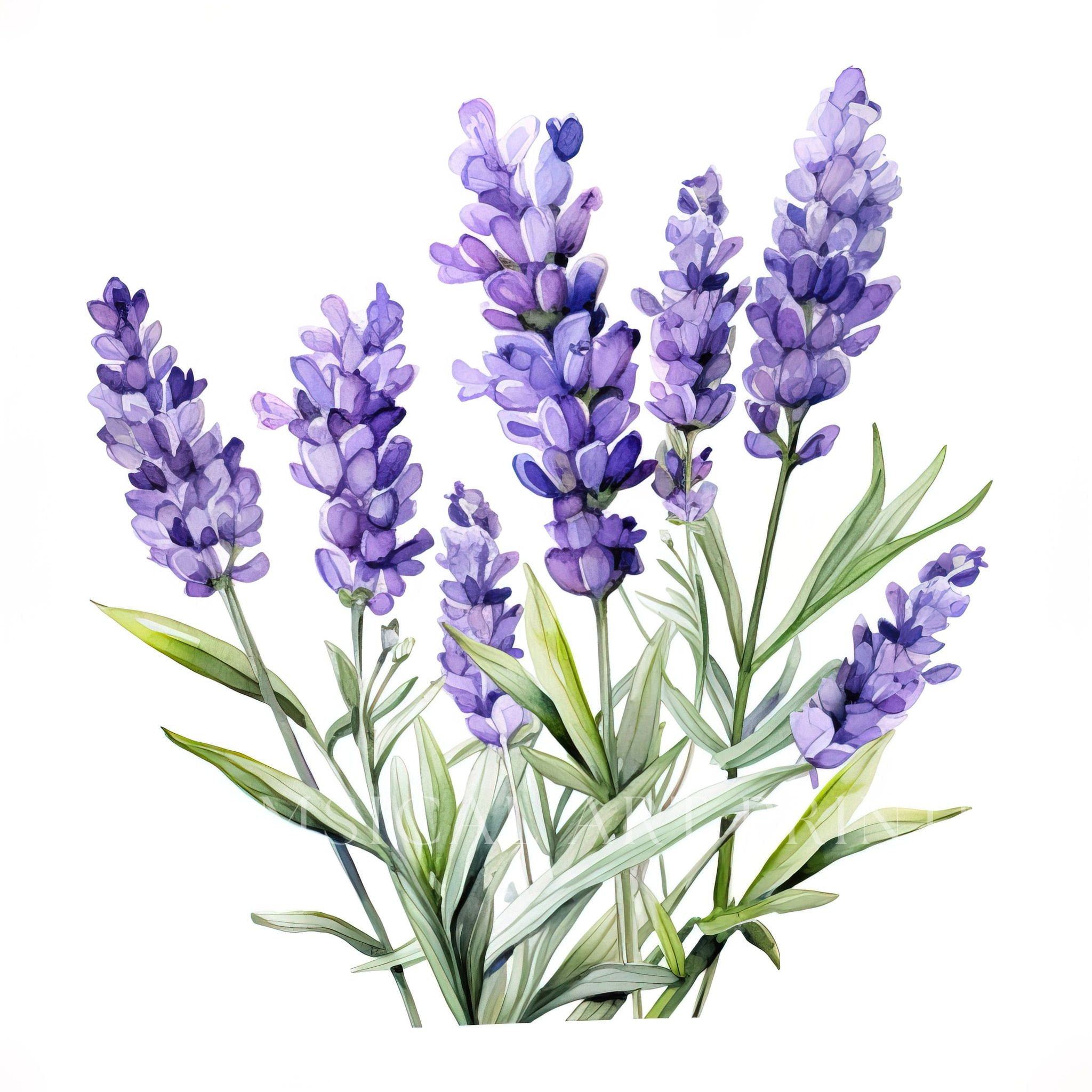 Lavender Clipart Lavender Flower Clipart Bridal Bouquet - Etsy