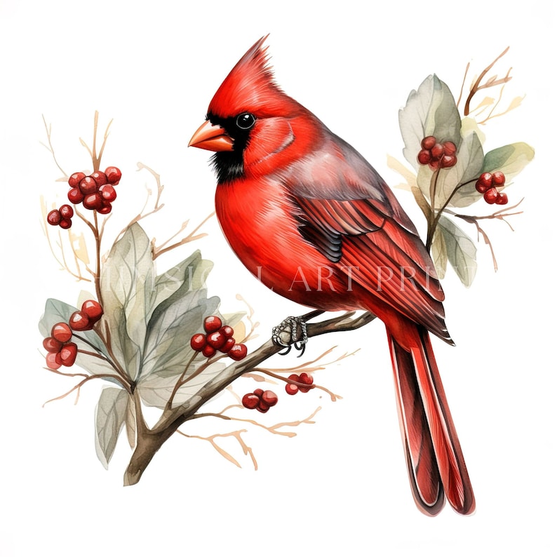 Cardinal Clipart, Bird Clipart, Watercolor Cardinals, Cardinal ...