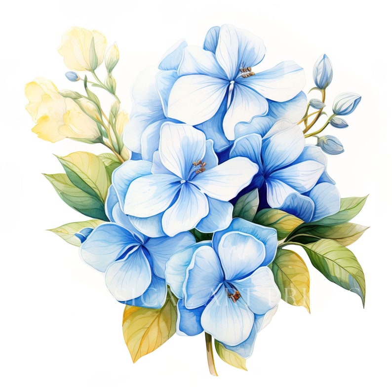 Blue Hydrangeas Clipart, Hydrangea Bouquet PNG, Hydrangea Watercolor ...