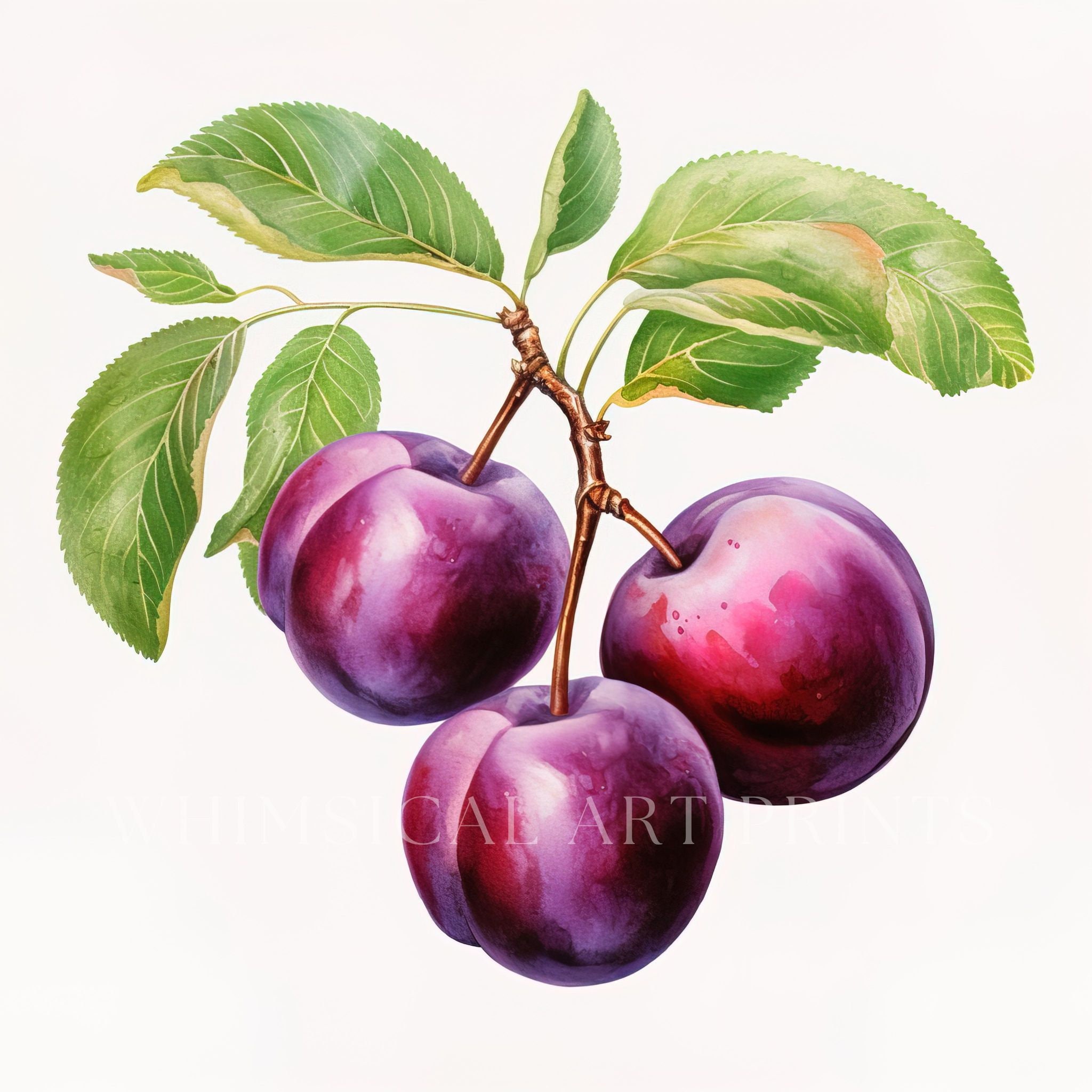 Plum Fruit Clipart, Plums in Basket, Plum Juice Clipart, Fruit ...