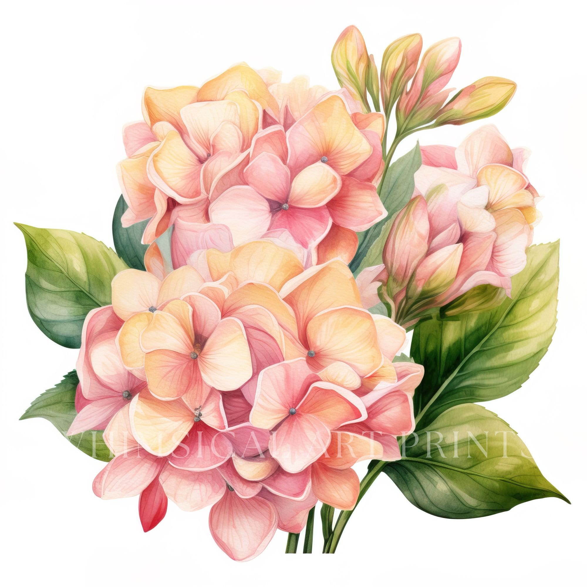 Pink Hydrangeas Clipart, Hydrangea Flowers, Bouquet Clipart, Watercolor ...