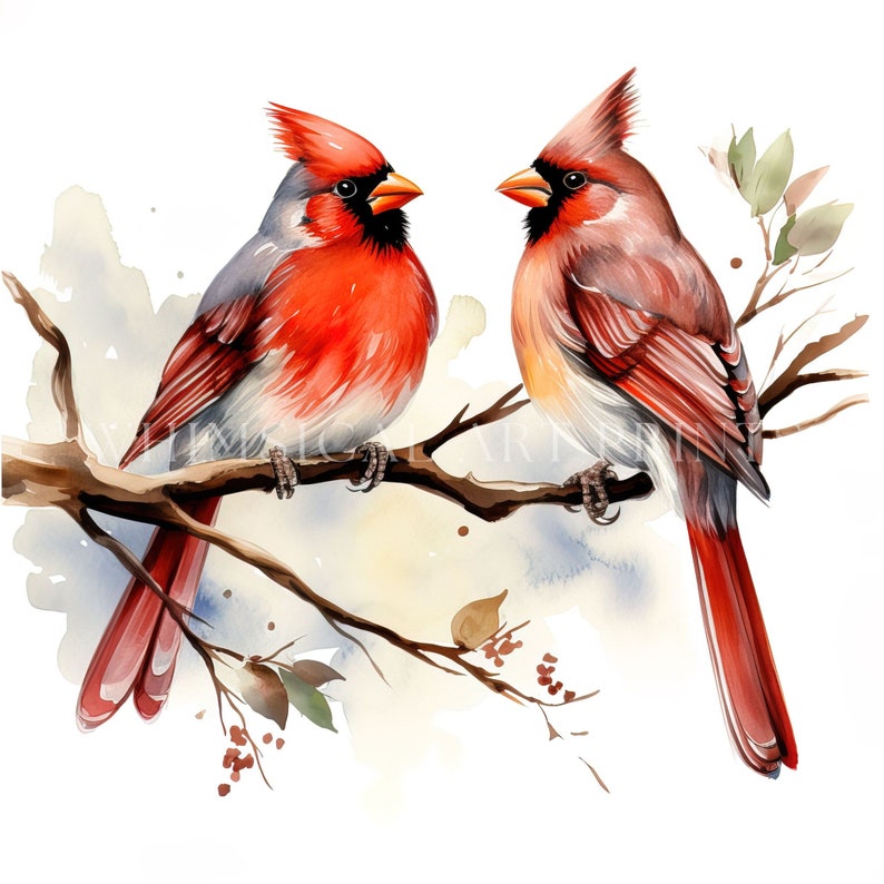 Cardinal Clipart, Bird Clipart, Watercolor Cardinals, Cardinal ...