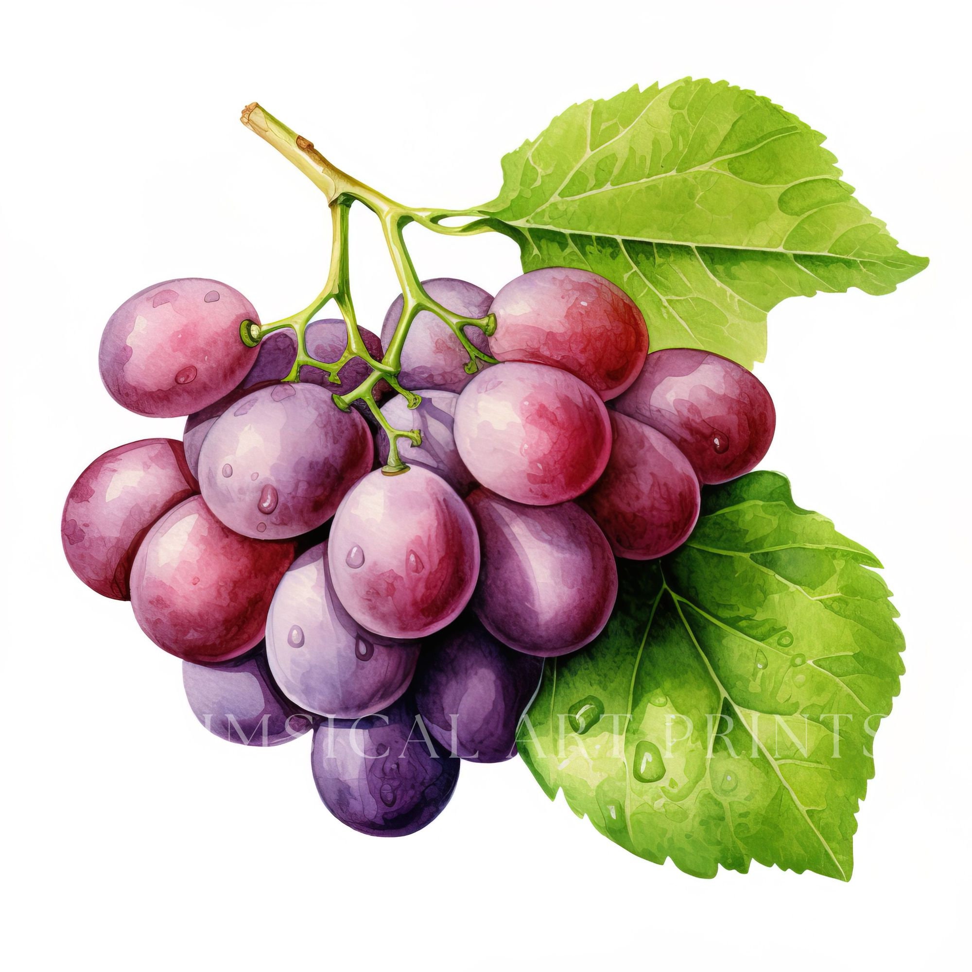Grapes Clipart, Grape Juice, Fruit Clipart, Watercolor Grapes, Art ...