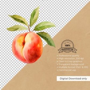 Nectarine Fruit Clipart, Nectarines Basket, Nectarine PNG, Watercolor ...