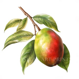 Mango Fruit Clipart, Mangoes Fruit Basket, Mango Juice Clipart ...