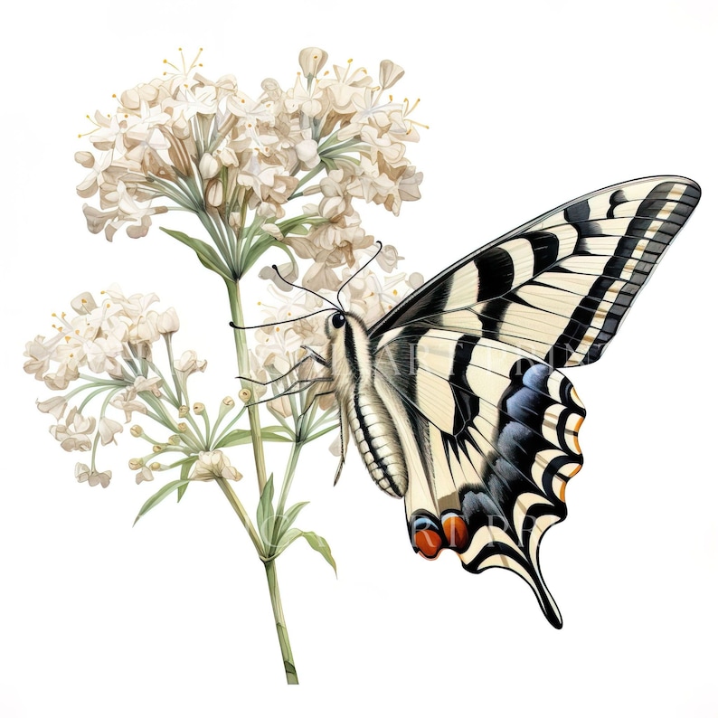 Swallowtail Butterfly Watercolor Clipart: 10 JPG PNG Graphics ...