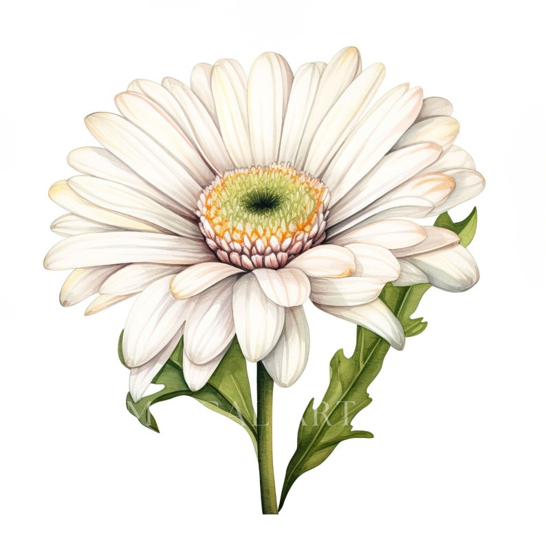 Watercolor White Gerbera Daisy Clipart: Floral PNG Art (commercial Use ...