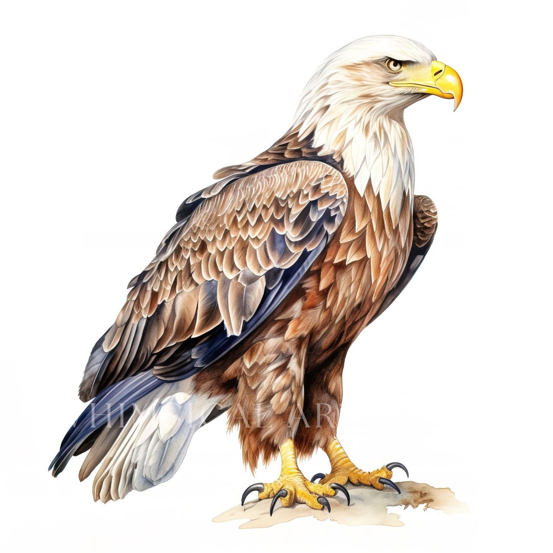 Bald Eagle Clipart, Bird Clipart, Watercolor Bald Eagle, Symbol Eagle ...