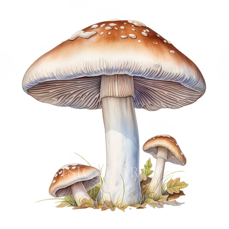 Mushroom PNG, Mushrooms Clipart, Fungi Cluster, Watercolor Art, Art ...