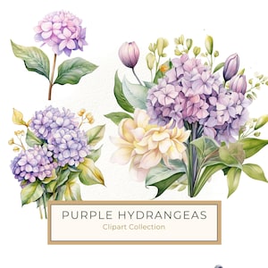Purple Hydrangeas Clipart, Hydrangea Flowers Bouquet PNG, Watercolor ...