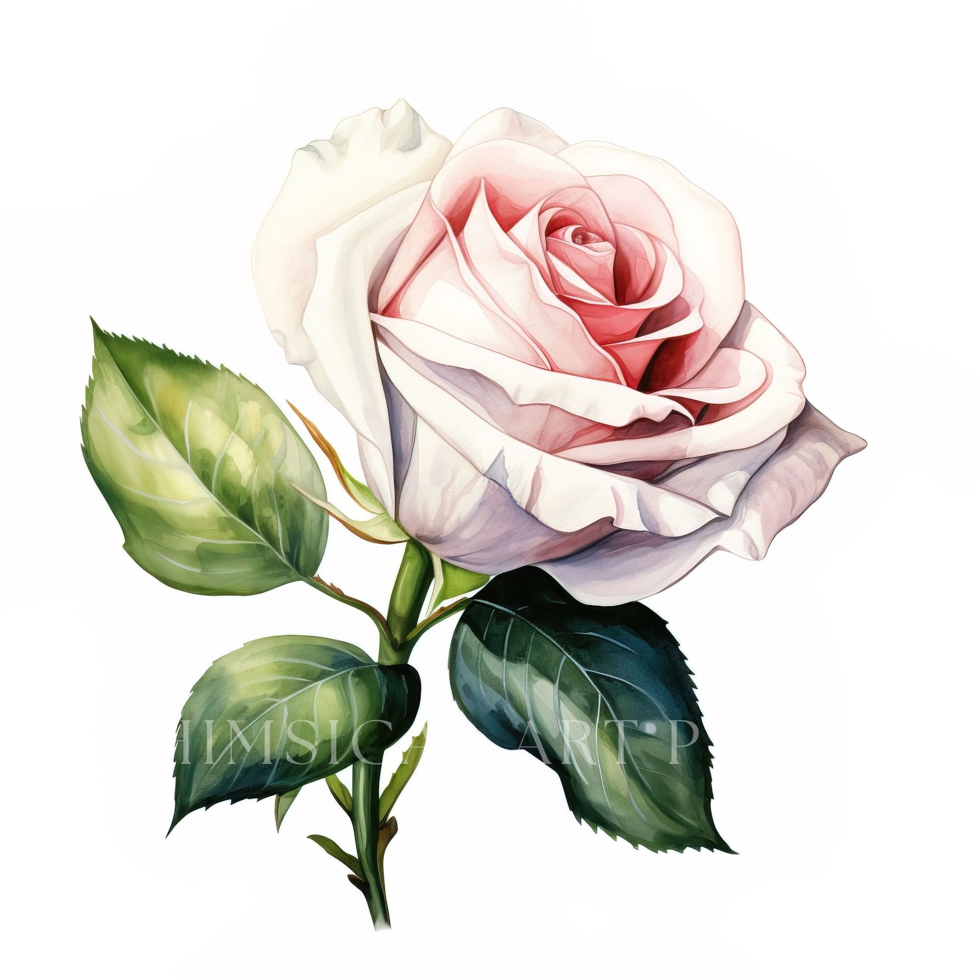 White Rose Clipart, Roses Bouquet Clipart, Watercolor White Roses ...