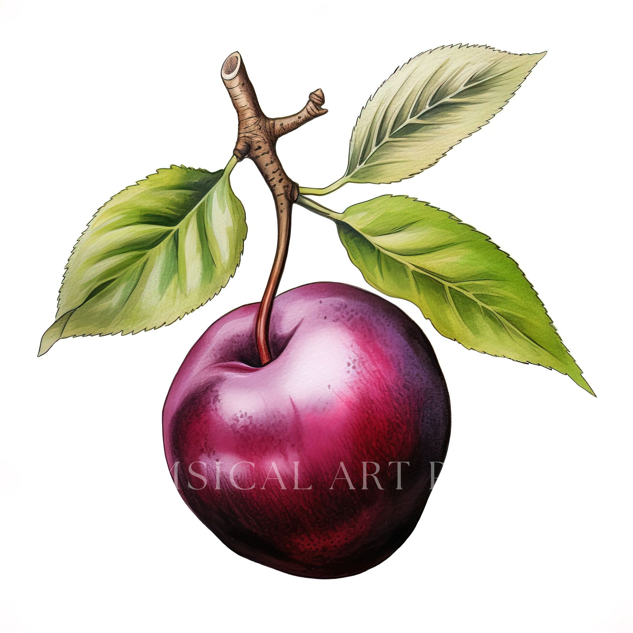 Plum Fruit Clipart, Plums in Basket, Plum Juice Clipart, Fruit ...