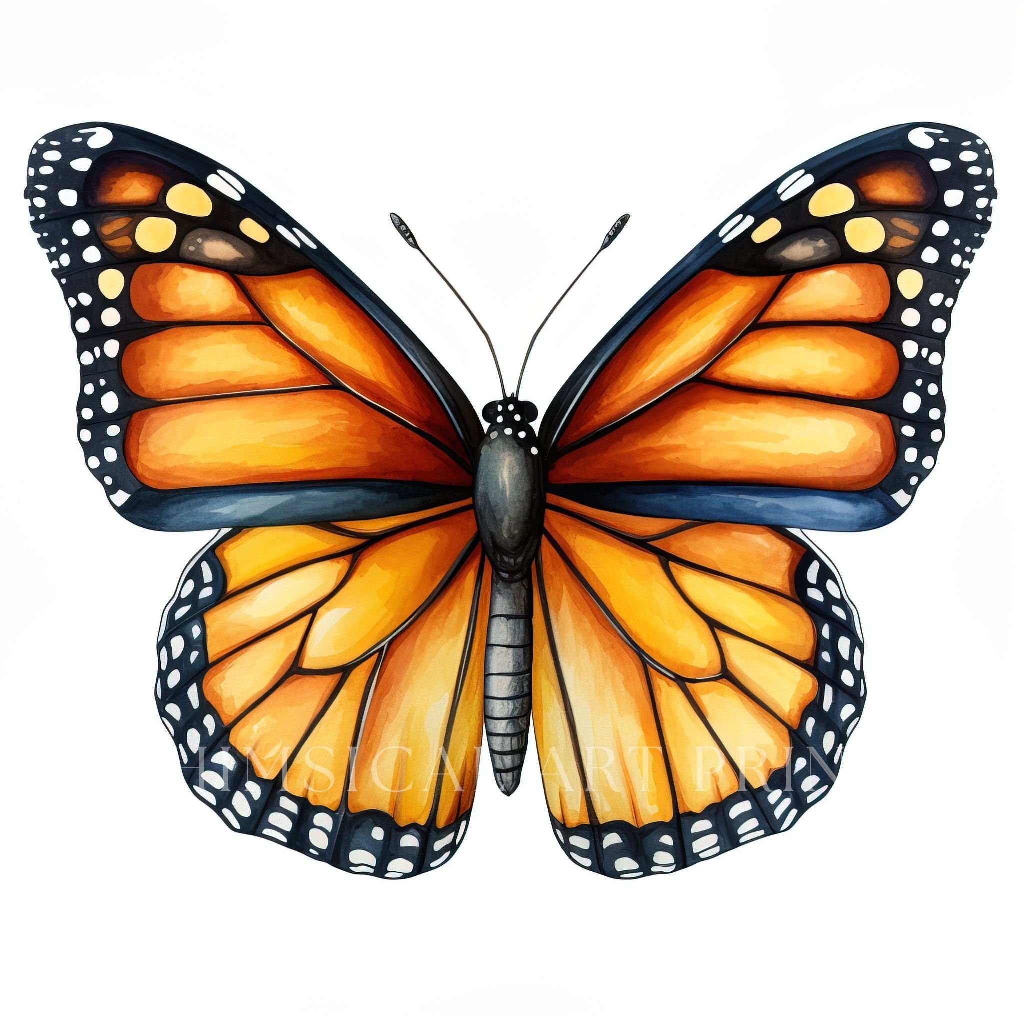 Monarch Butterfly Clipart, Close-up Illustration, Watercolor Clipart ...