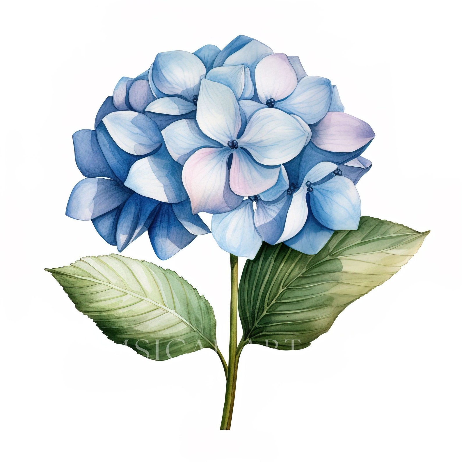 Blue Hydrangeas Clipart, Hydrangea Bouquet PNG, Hydrangea Watercolor ...