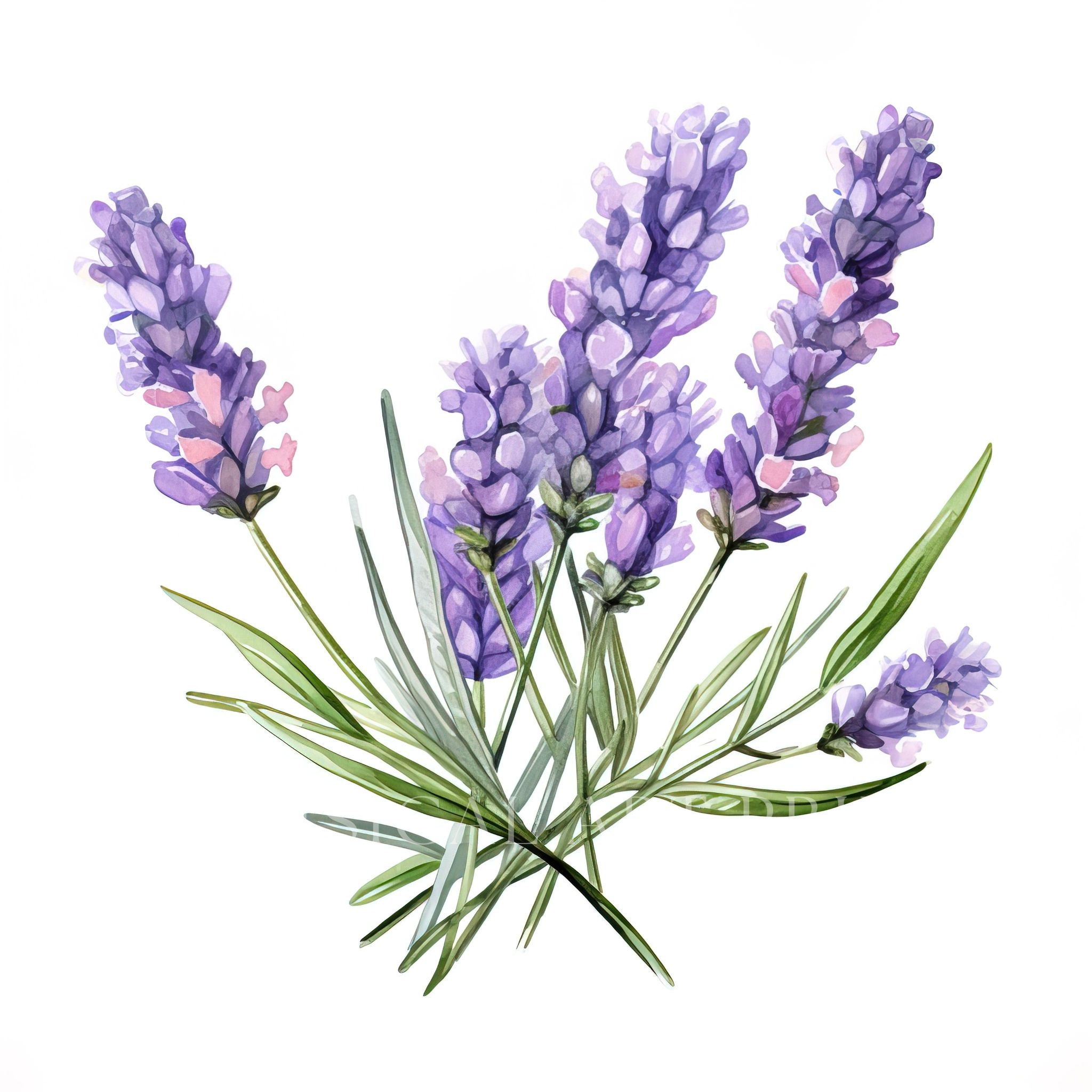 Lavender Clipart, Lavender Flower Clipart, Bridal Bouquet, Watercolor ...