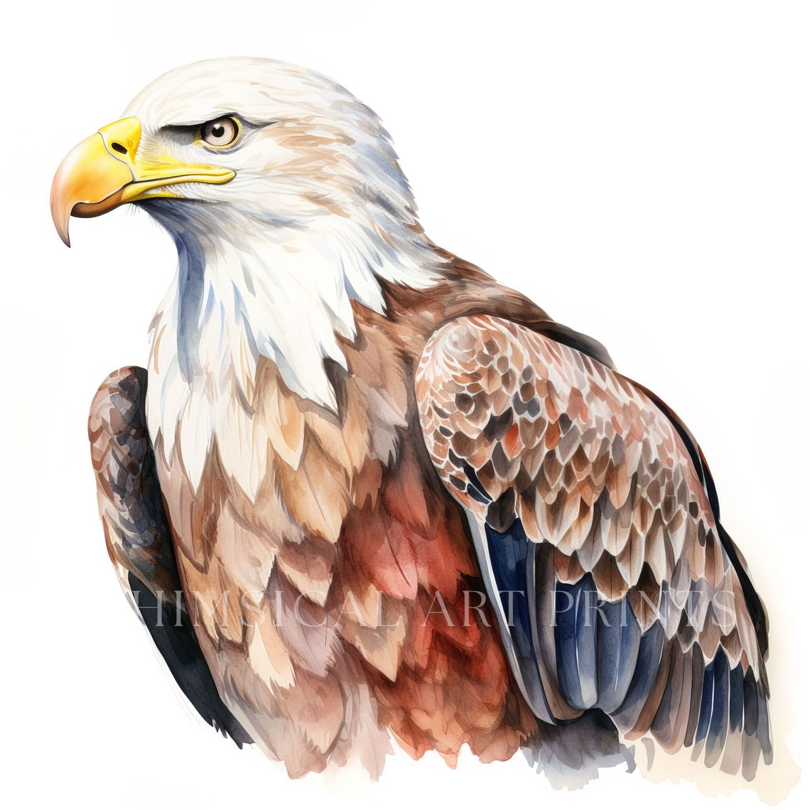 Bald Eagle Clipart, Bird Clipart, Watercolor Bald Eagle, Symbol Eagle ...