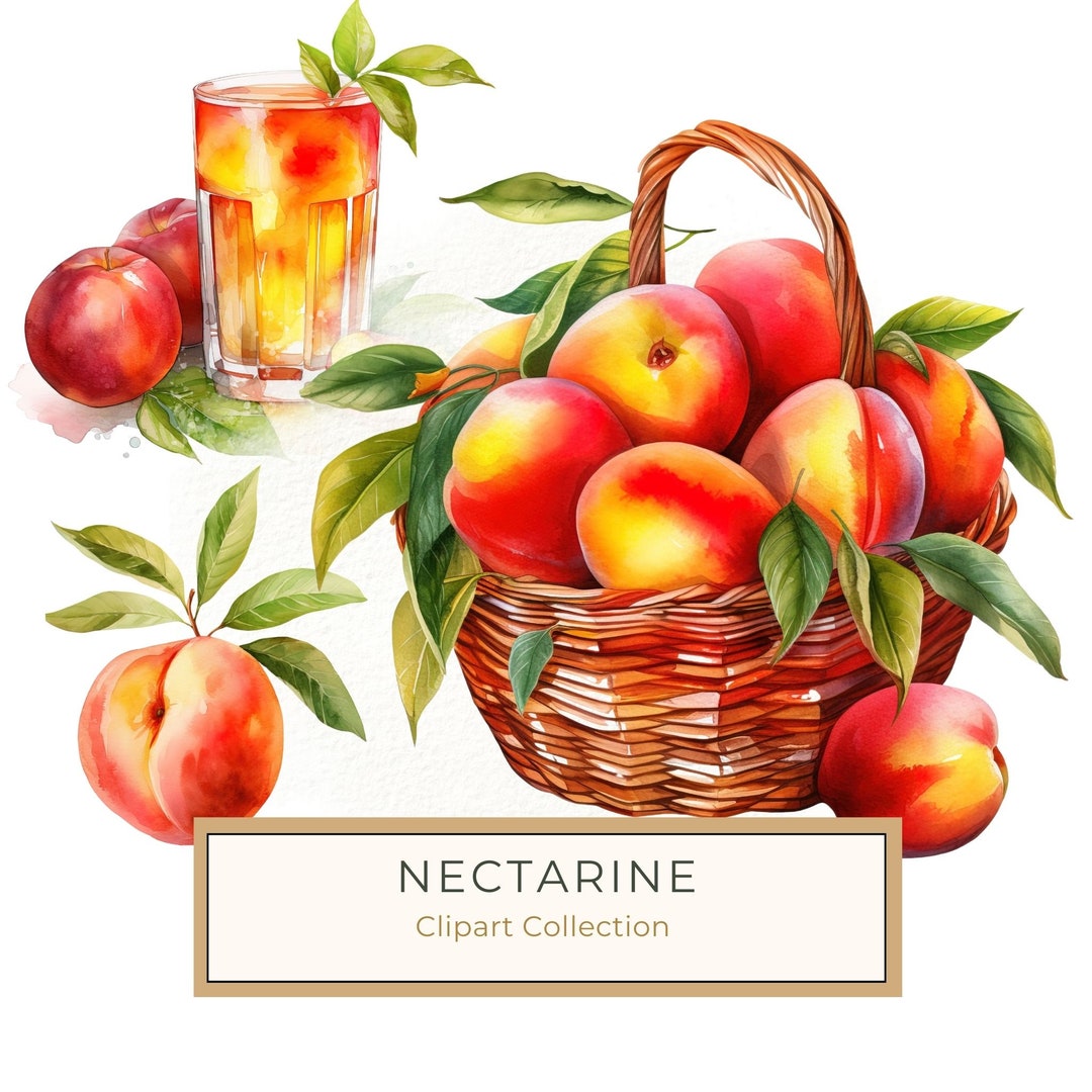 Nectarine Fruit Clipart, Nectarines Basket, Nectarine PNG, Watercolor ...