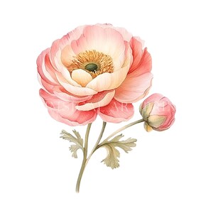 Pink Ranunculus Clipart, Ranunculus Watercolor Flower Bouquet, Pink ...