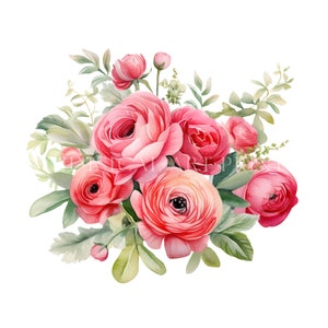Pink Ranunculus Clipart, Ranunculus Watercolor Flower Bouquet, Pink ...