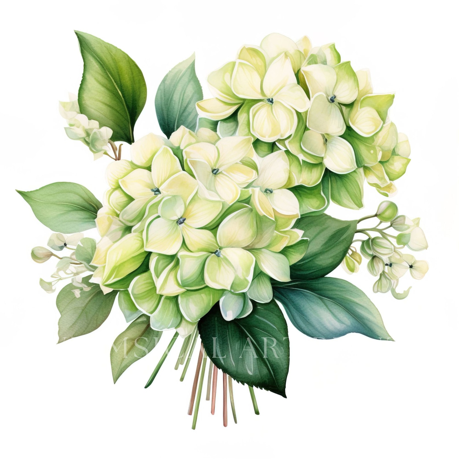 Green Hydrangeas Clipart, Hydrangea Flowers, Bouquet Clipart, Watercolor Art, Commercial Use ...