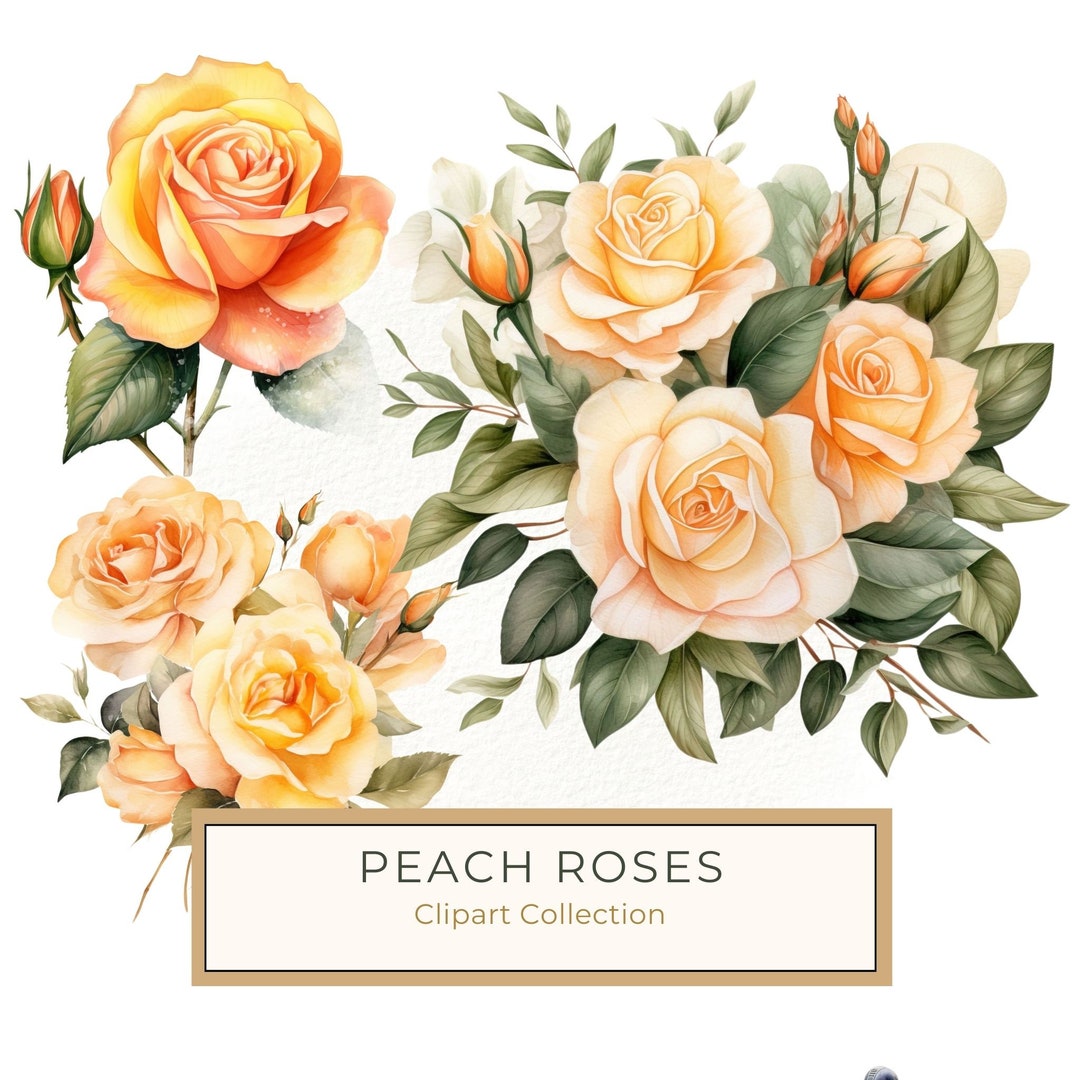 Watercolor Peach Rose Clipart Set: Transparent PNG Graphics for ...