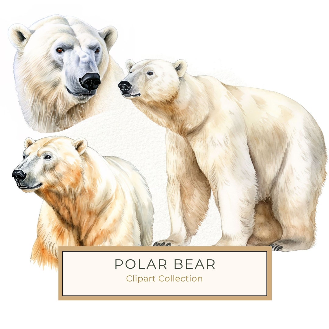 Polar Bear Clipart, Watercolor Polar Bear PNG, Polar Bear Watercolor ...