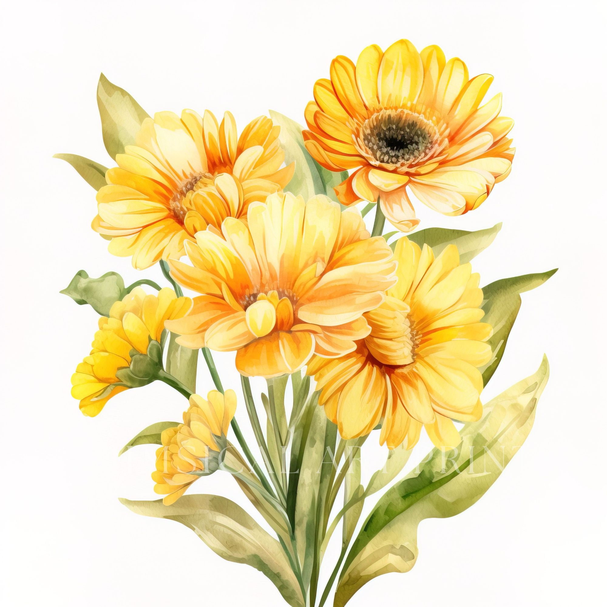 Yellow Daisy Watercolor Clipart: Floral PNG JPG (digital Download) - Etsy
