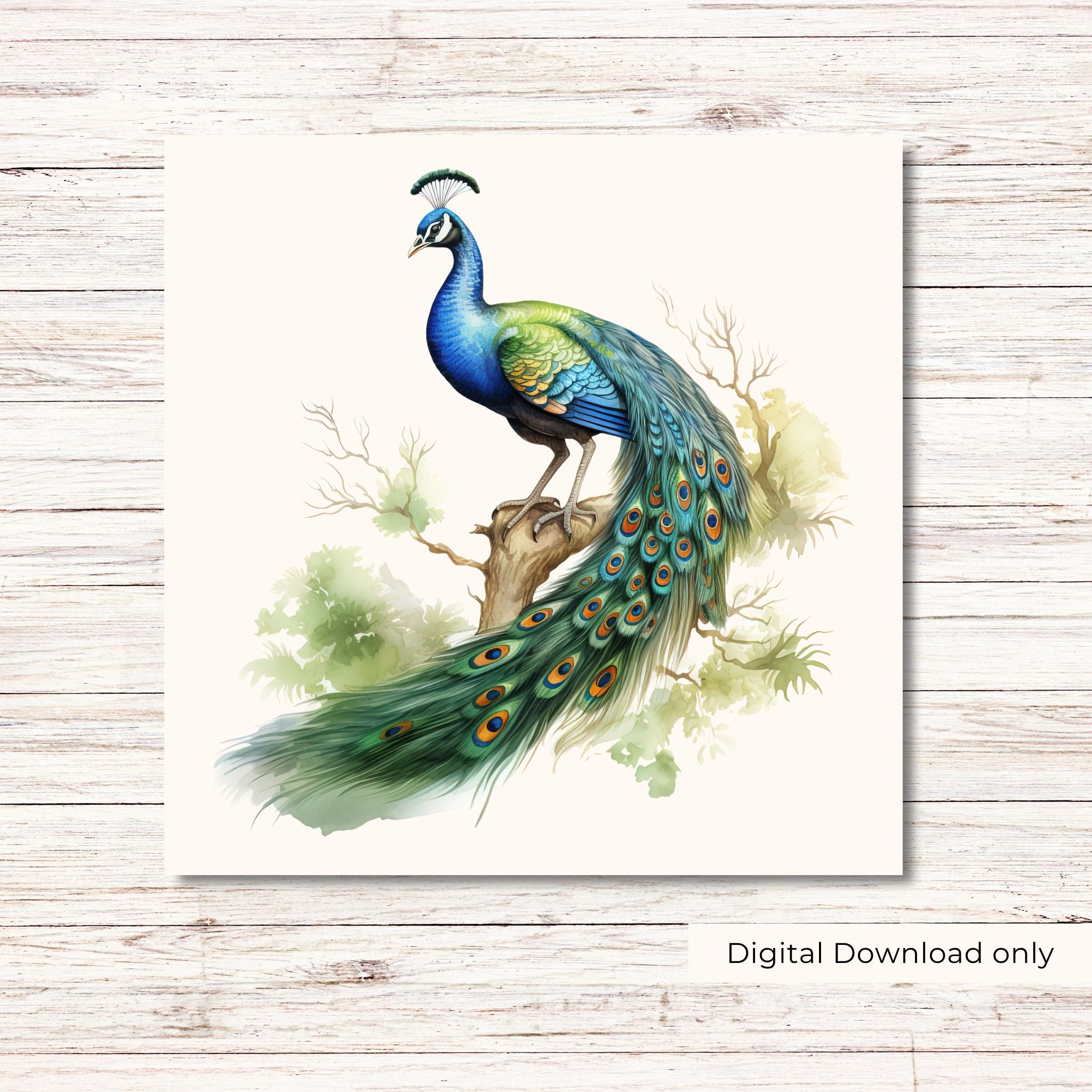 Watercolor Peacock Clipart: Tropical Floral Bird Art (digital Download ...
