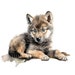 Wolf Puppy PNG, Watercolor Baby Wolf Clipart, Wolf Puppy Portrait, Wall ...