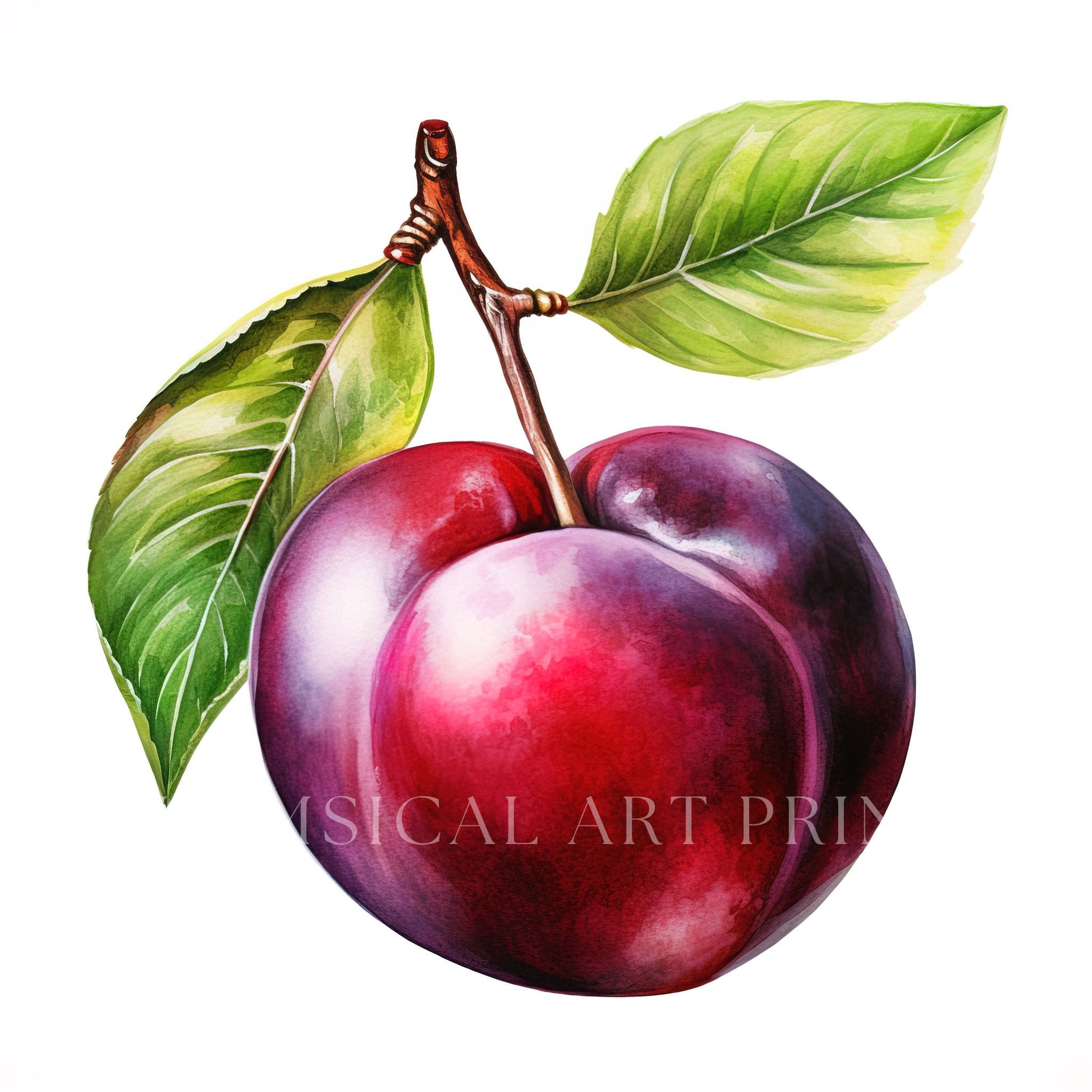 Plum Fruit Clipart, Plums in Basket, Plum Juice Clipart, Fruit ...