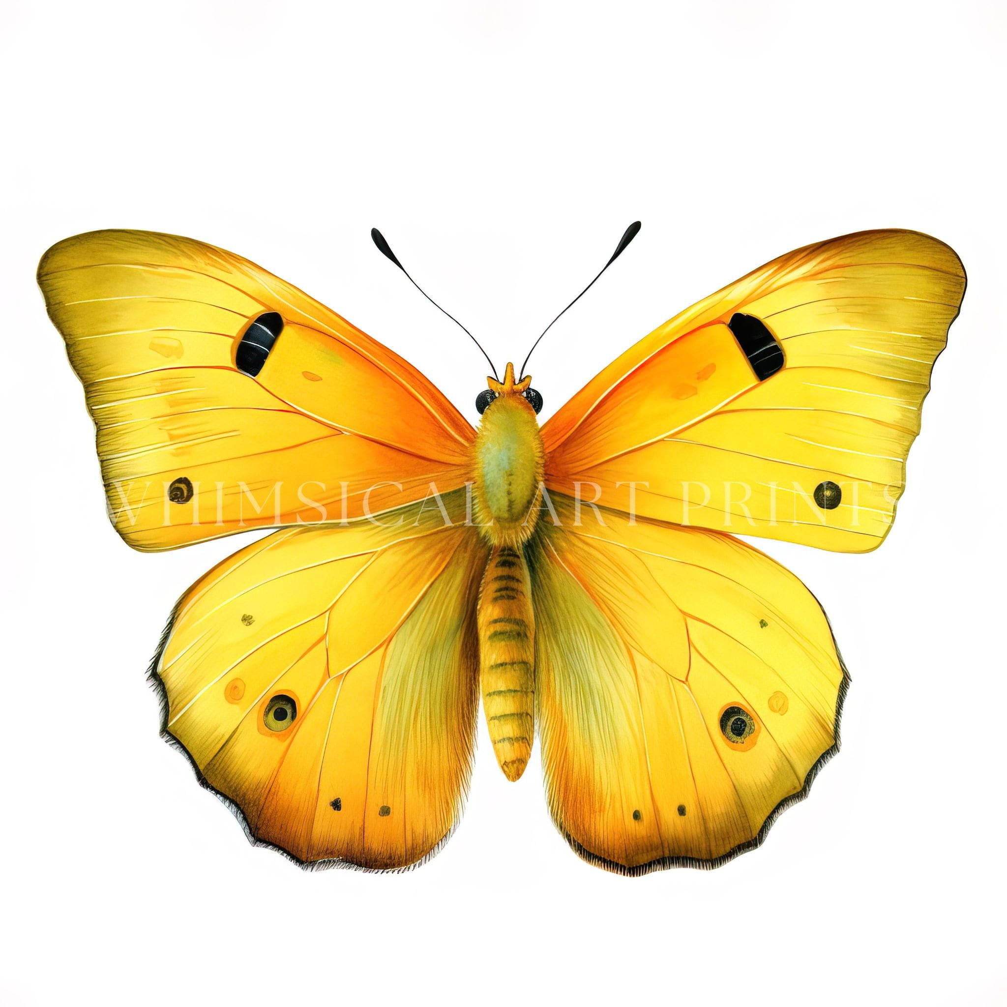 Orange Sulphur Butterfly Clipart Butterfly Graphics - Etsy