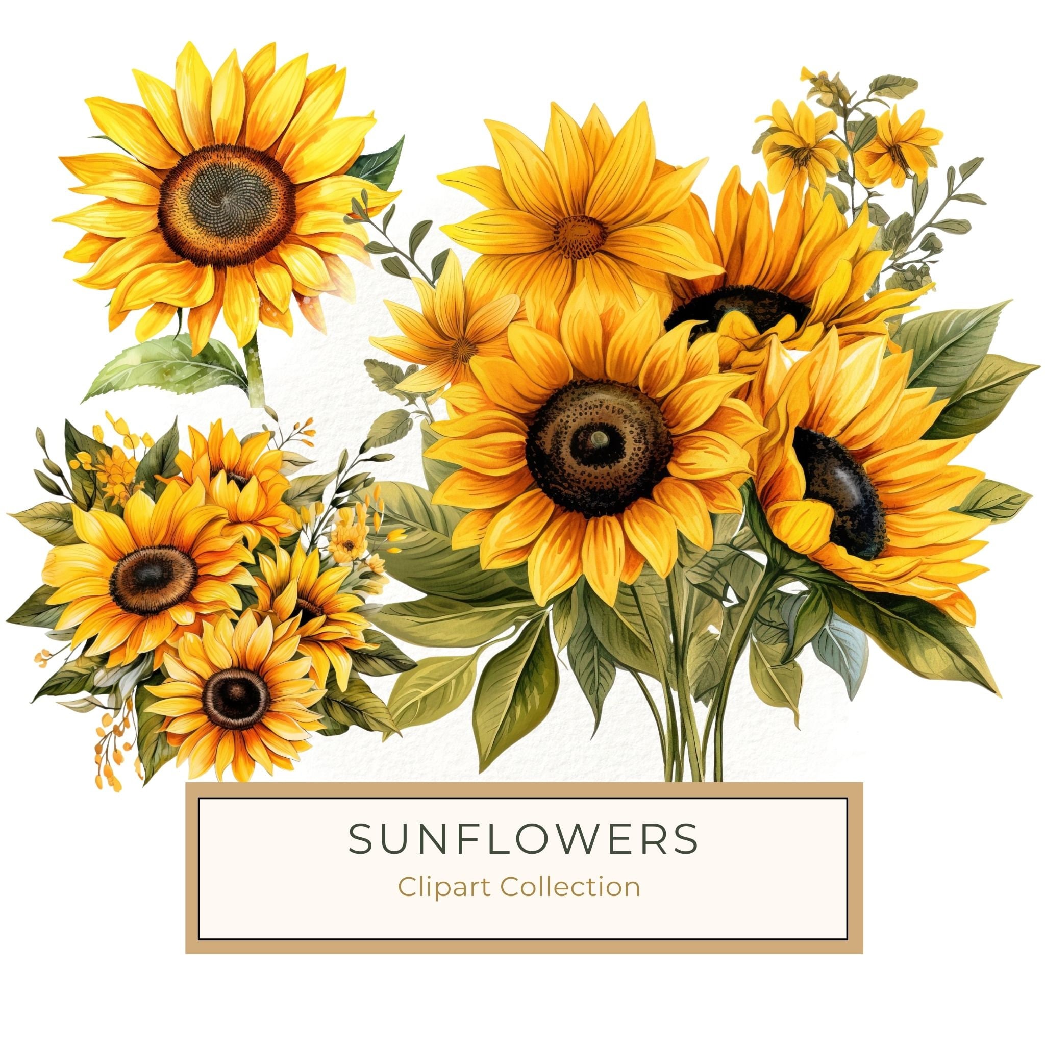 Sunflowers Clipart Watercolor Sunflower Clipart Graphic By