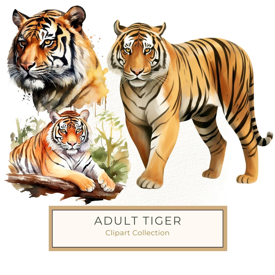 Adult Tiger PNG, Watercolor Tiger Clipart, Tiger Portrait, Tiger Wall ...