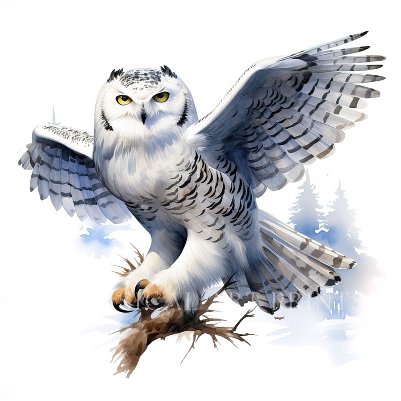 Watercolor Snowy Owl Clipart: Arctic Bird Illustration (JPG/PNG Digital ...
