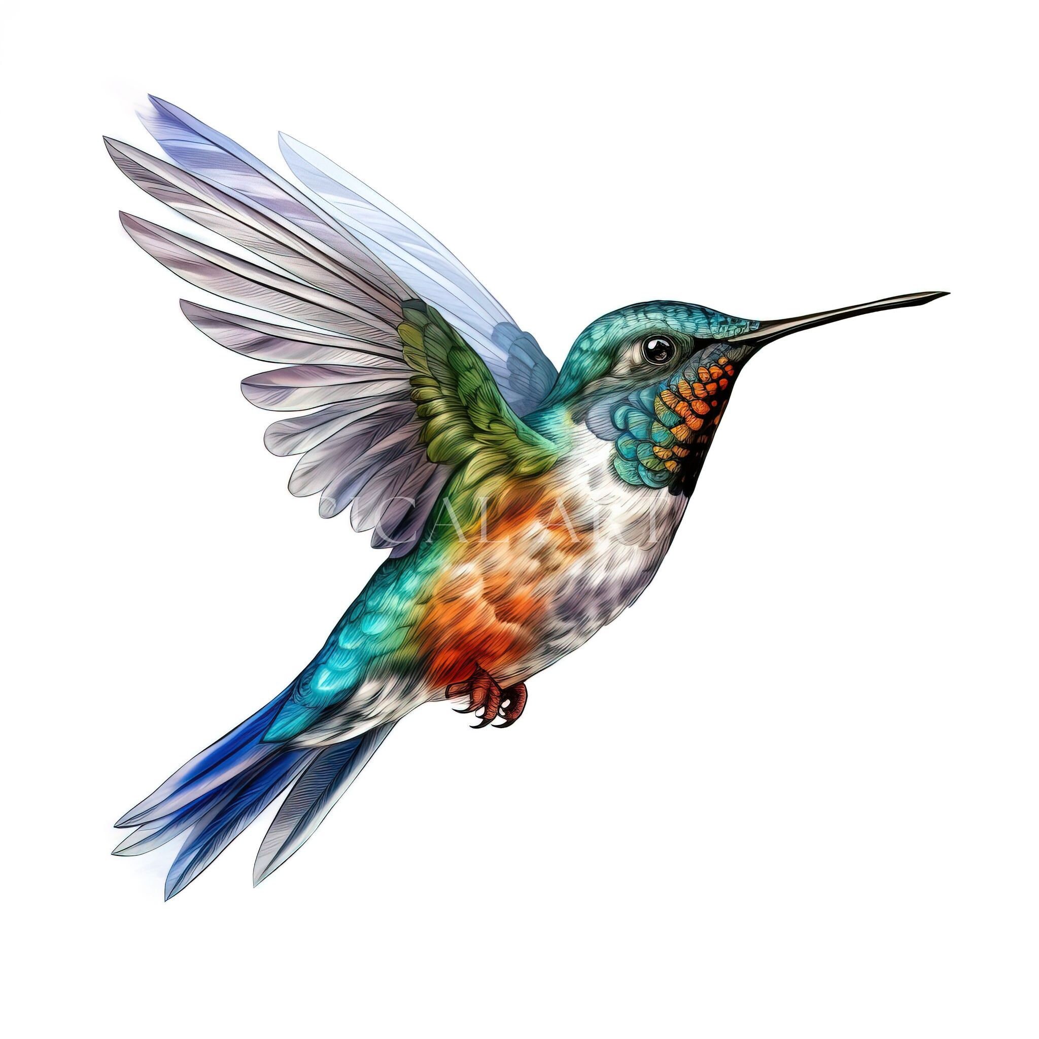 Hummingbird PNG, Colorful Hummingbird Clipart, Watercolor Bird Clipart ...
