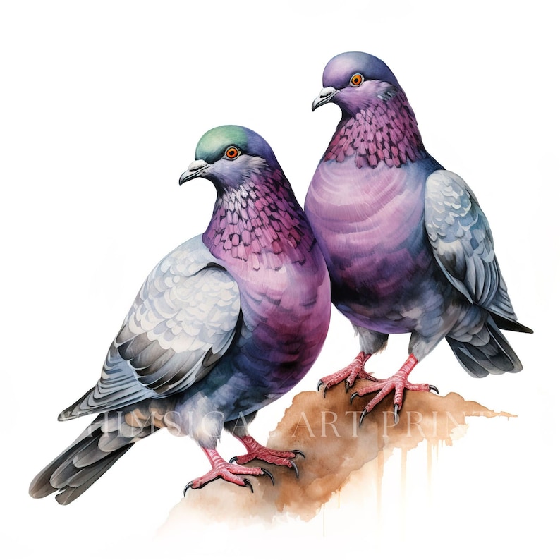 Pigeons PNG, Pigeon Couple Clipart, Watercolor Style Bird Illustration ...