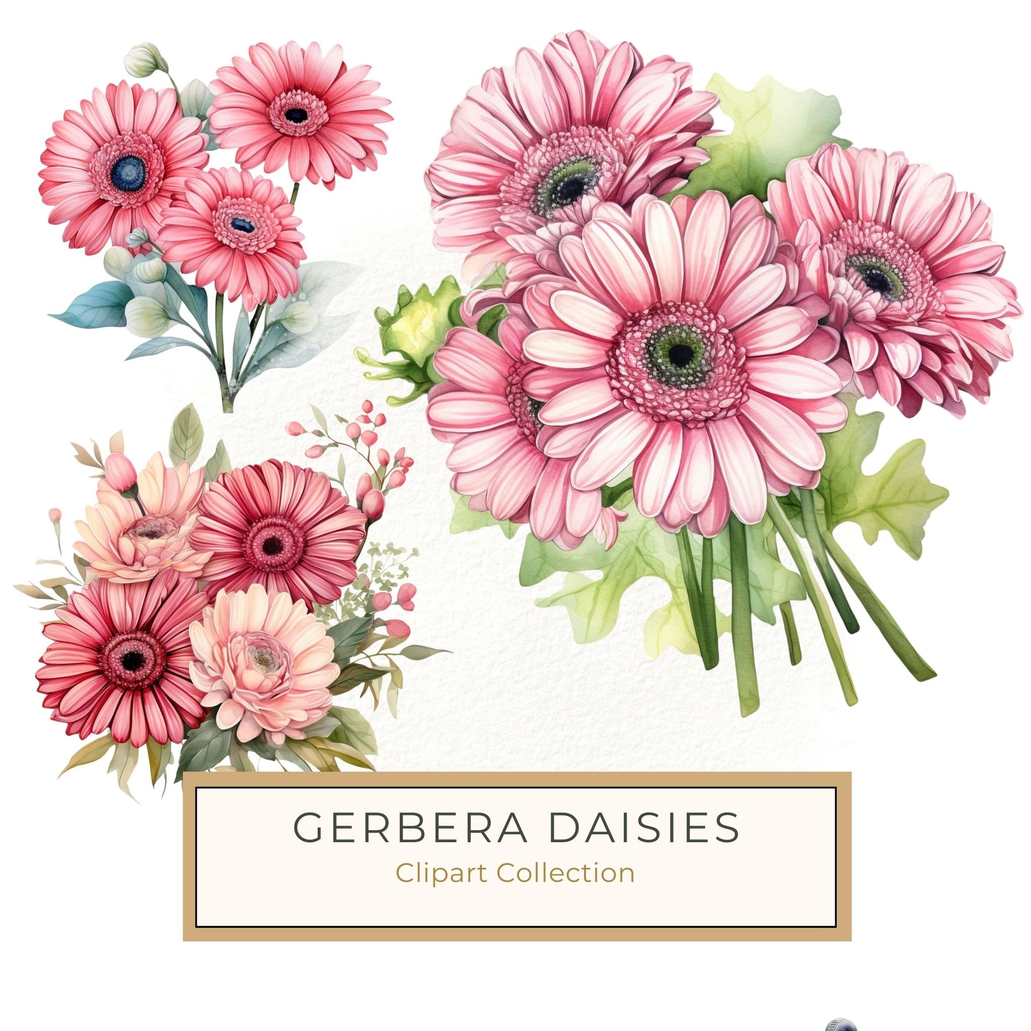Pink Gerbera Daisy Clipart Vol. 2, Watercolor Floral Bouquet Art Printable, Daisies, Commercial ...
