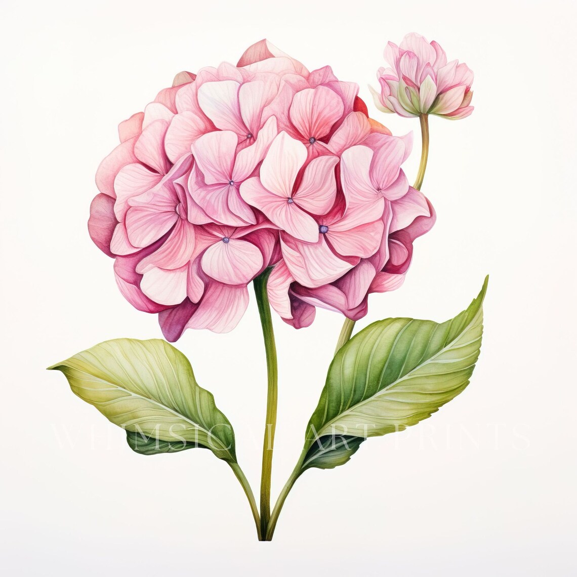 Pink Hydrangeas Clipart, Hydrangea Flowers, Bouquet Clipart, Watercolor ...