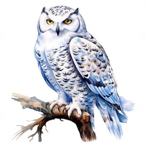 Snowy Owl Clipart, Bird Clipart, Watercolor Snowy Owls, Owls ...
