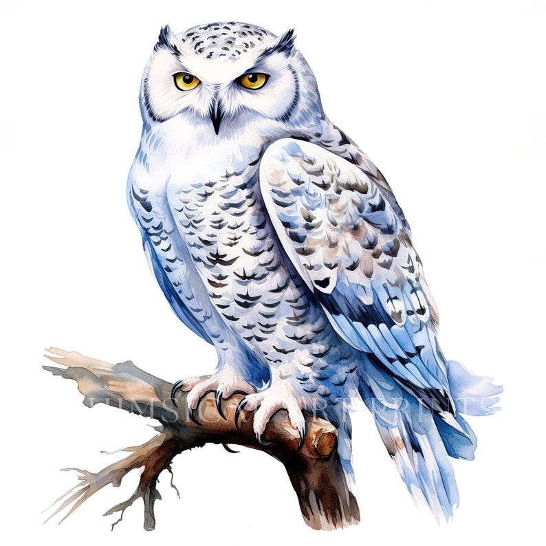 Watercolor Snowy Owl Clipart: Arctic Bird Illustration (JPG/PNG Digital ...