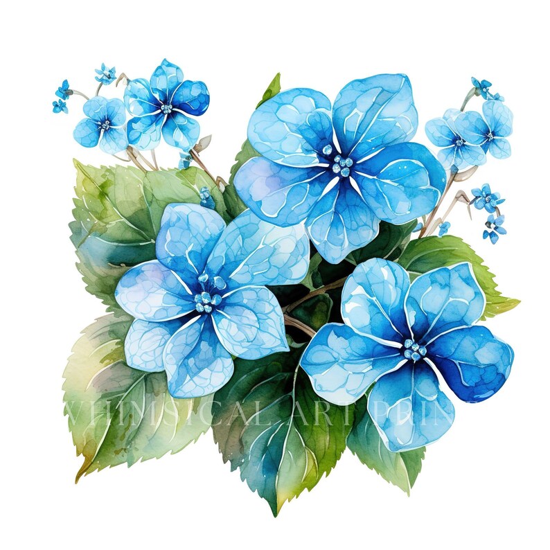 Forget-me-not Clipart, Watercolor Flowers, Forget Me Not PNG, Floral ...