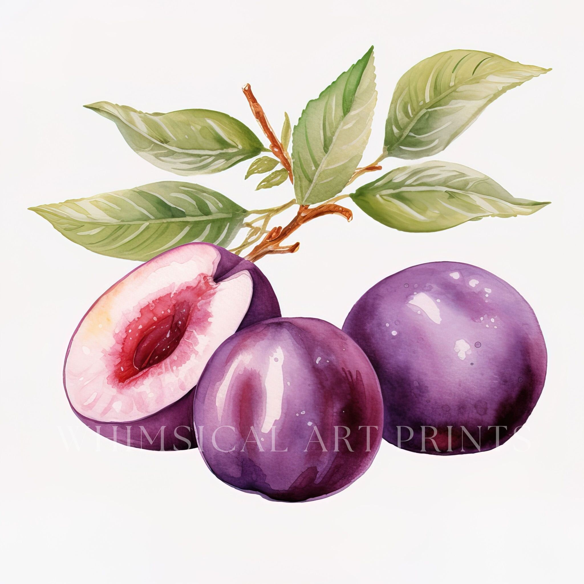 Plum Fruit Clipart, Plums in Basket, Plum Juice Clipart, Fruit ...