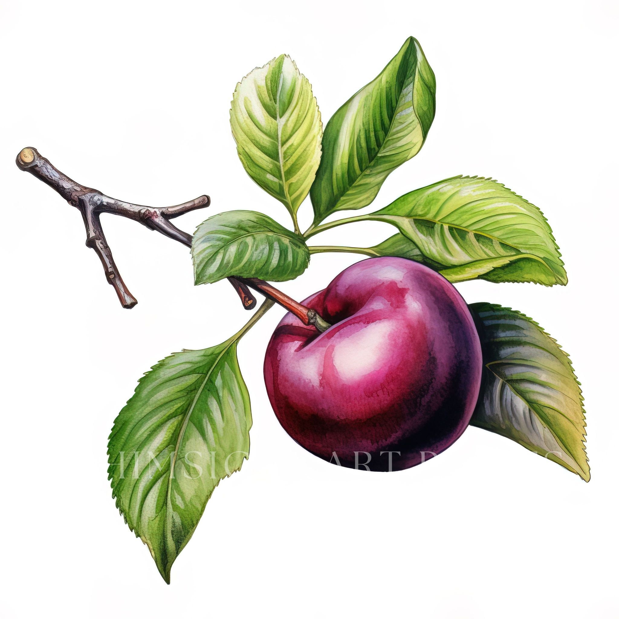 Plum Fruit Clipart, Plums in Basket, Plum Juice Clipart, Fruit ...
