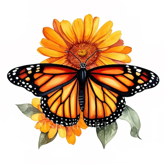 Monarch Butterflies On Flowers Close Up