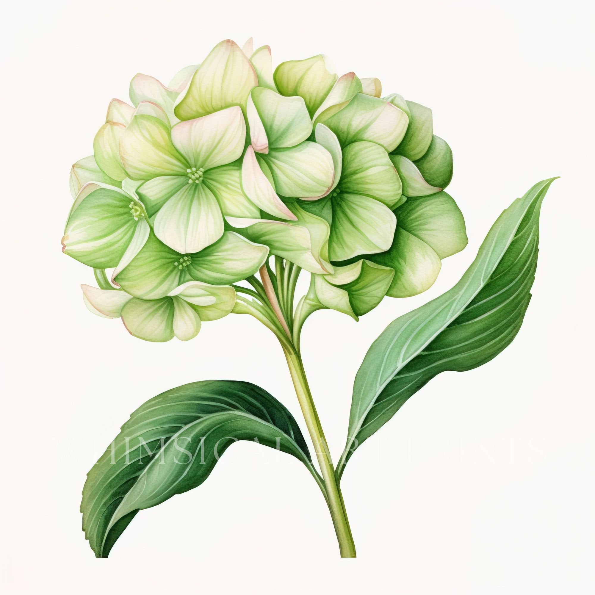 Green Hydrangeas Clipart, Hydrangea Flowers, Bouquet Clipart ...