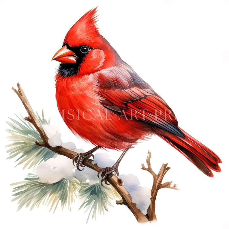 Cardinal Clipart, Bird Clipart, Watercolor Cardinals, Cardinal ...