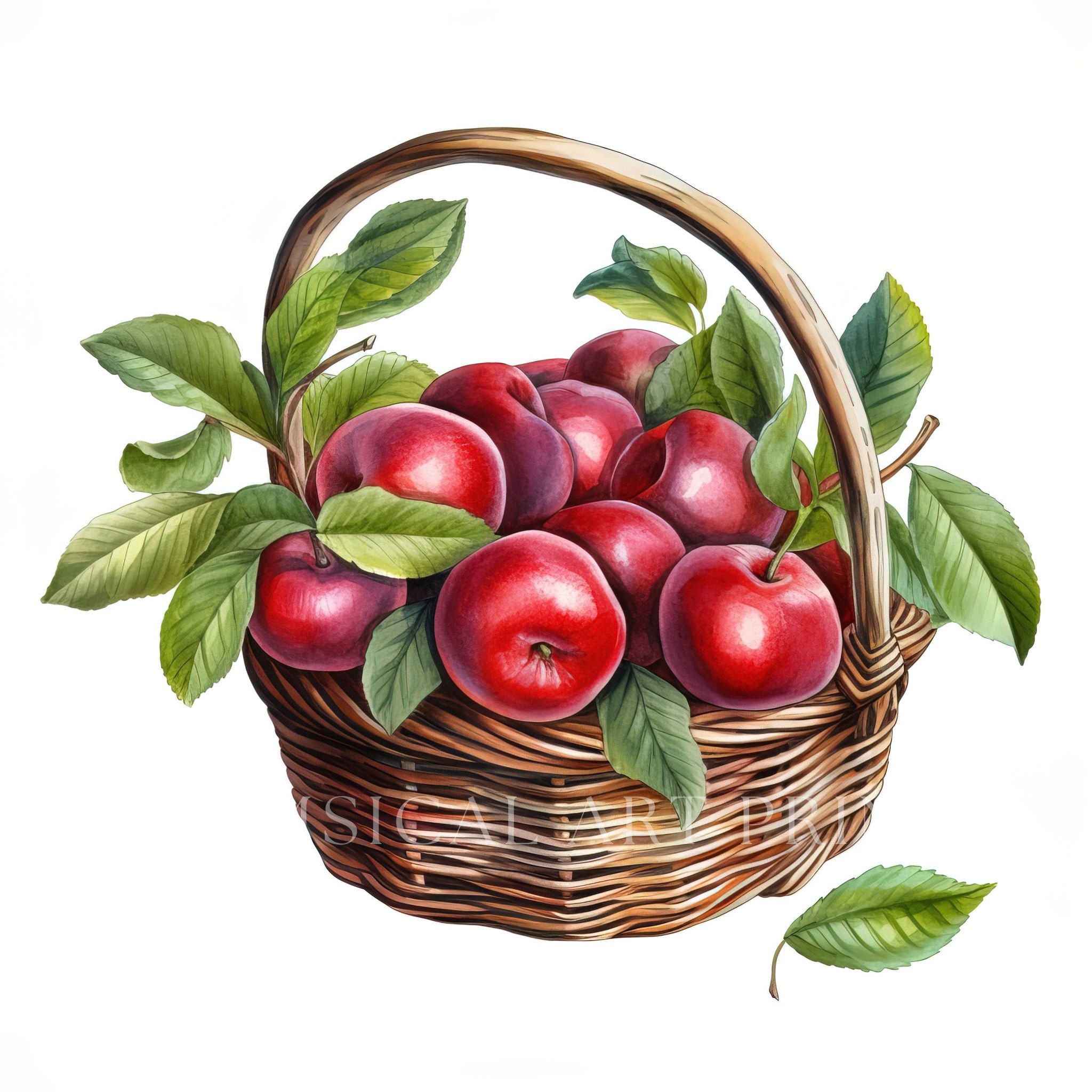 Plum Fruit Clipart, Plums in Basket, Plum Juice Clipart, Fruit ...