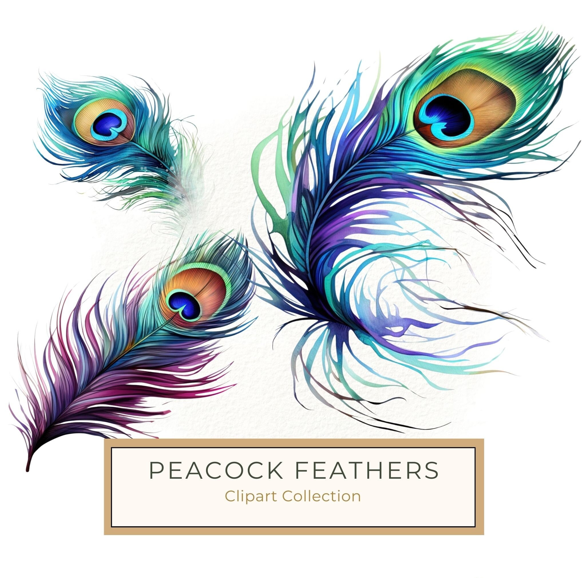 Watercolor Peacock Feather Clipart: PNG, JPG, Commercial Use (digital ...