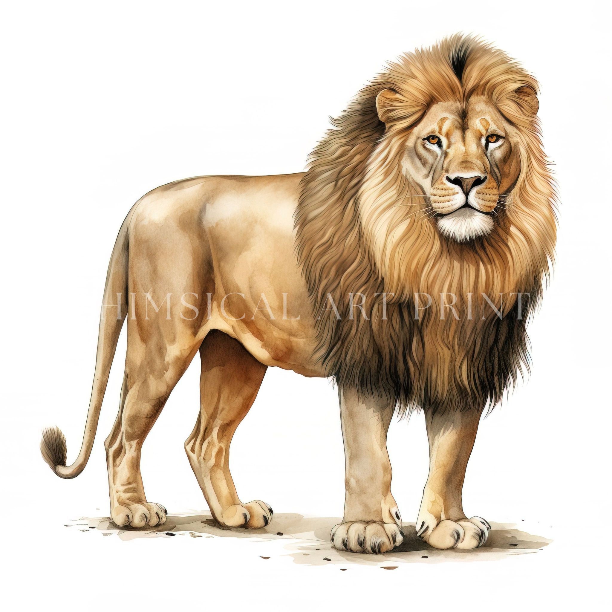 Adult Lion PNG, Watercolor Lions Clipart, Male Lion Portrait, Lion Wall ...